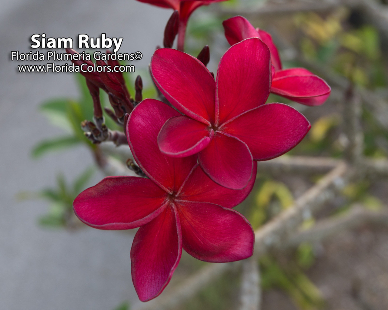 Siam Ruby Plumeria