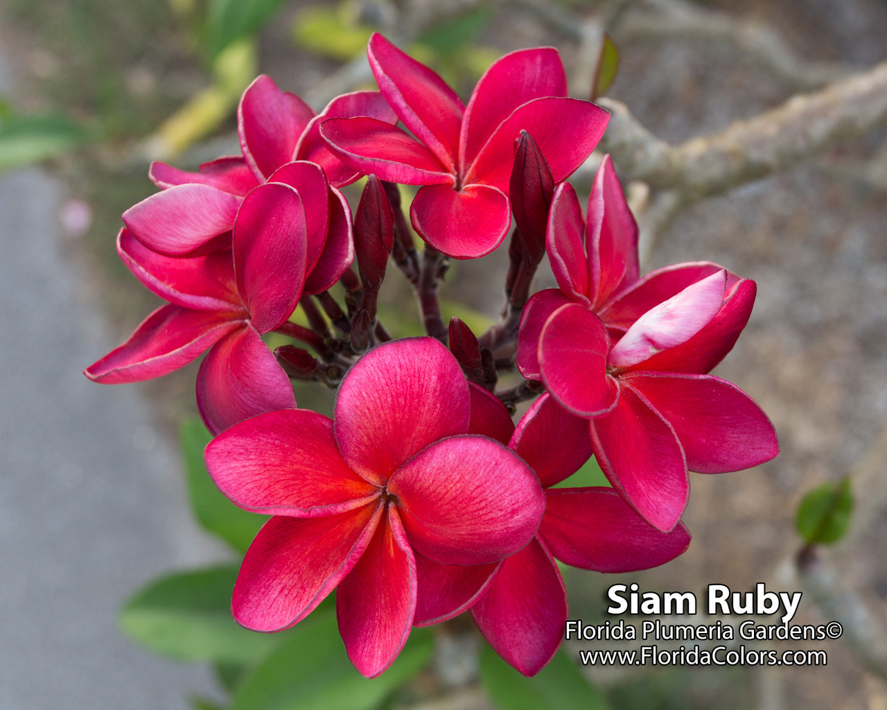 Siam Ruby Plumeria - Plumeria by Florida Colors Nursery