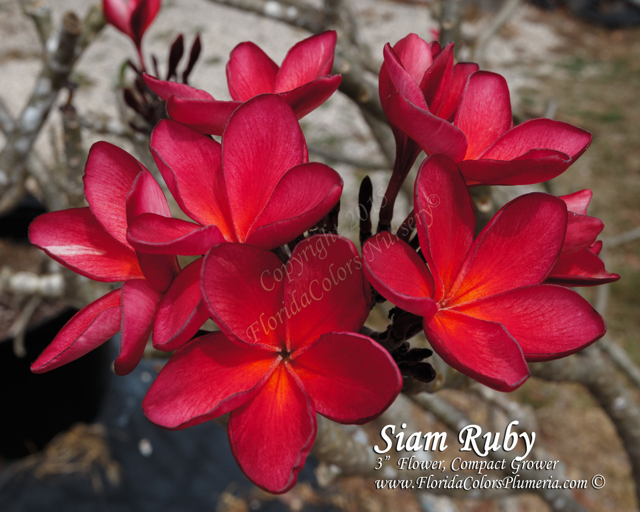 Siam Ruby Plumeria