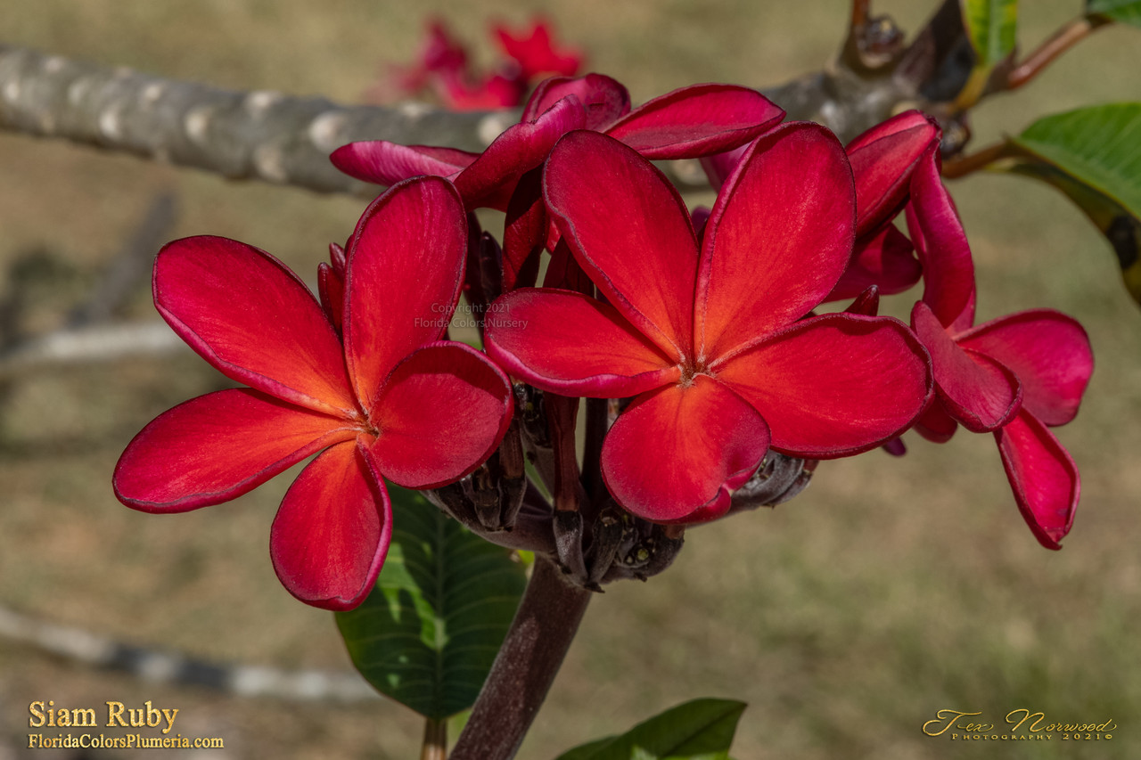 Siam Ruby Plumeria
