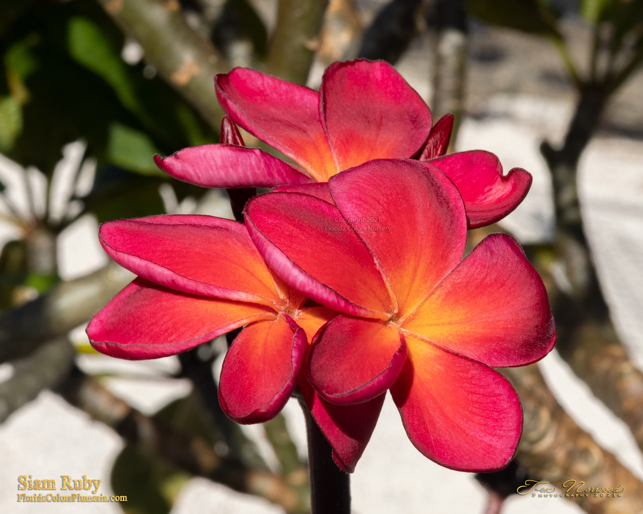 Siam Ruby Plumeria