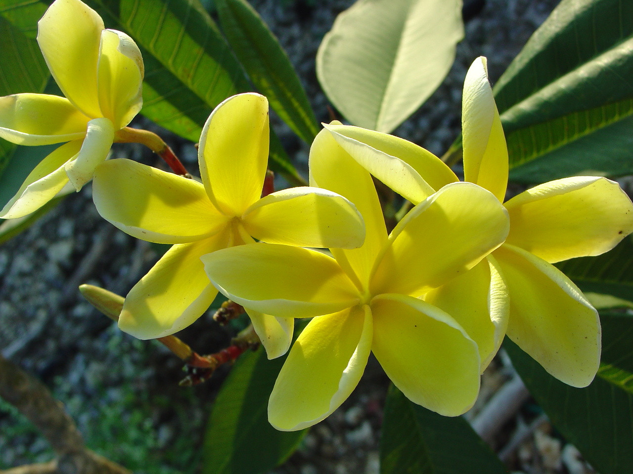 Inca Gold Plumeria