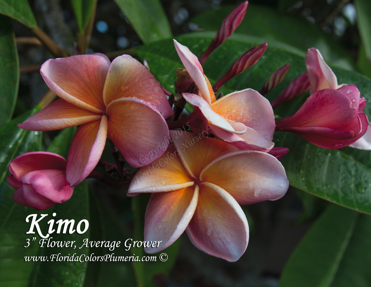 Kimo Plumeria