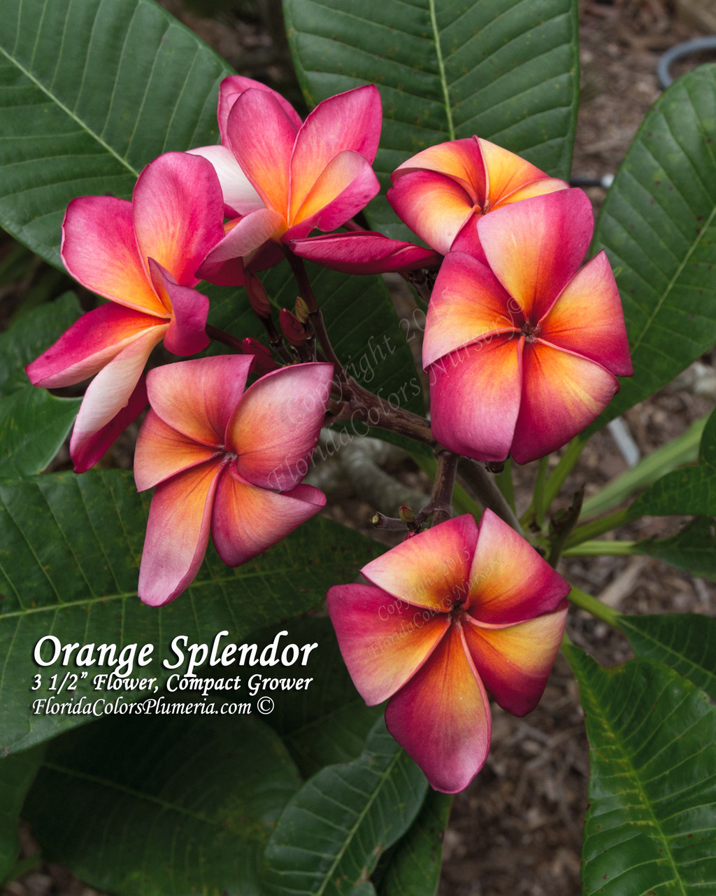 Orange Splendor Plumeria