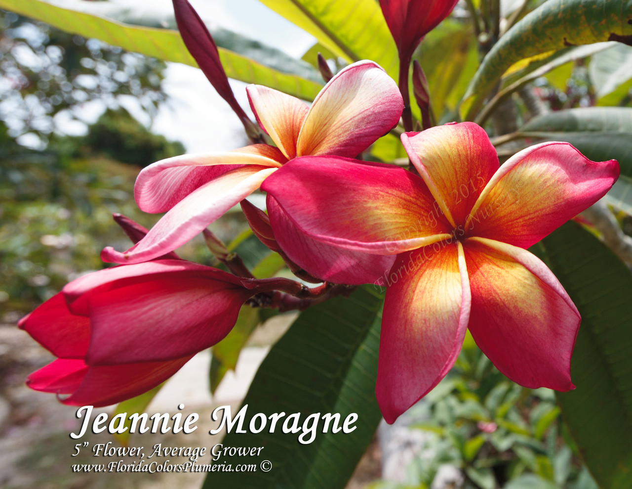 Jeannie Moragne Plumeria aka Jean Moragne Jr.
