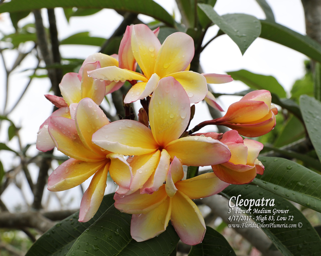Cleopatra Plumeria from Thailand