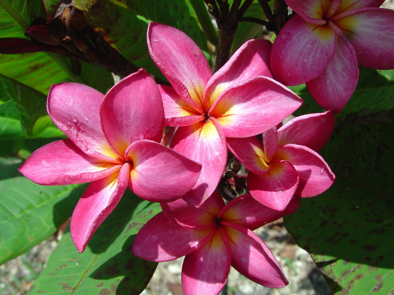 J Star aka JJ Vienna Rose Plumeria - Florida Colors Nursery