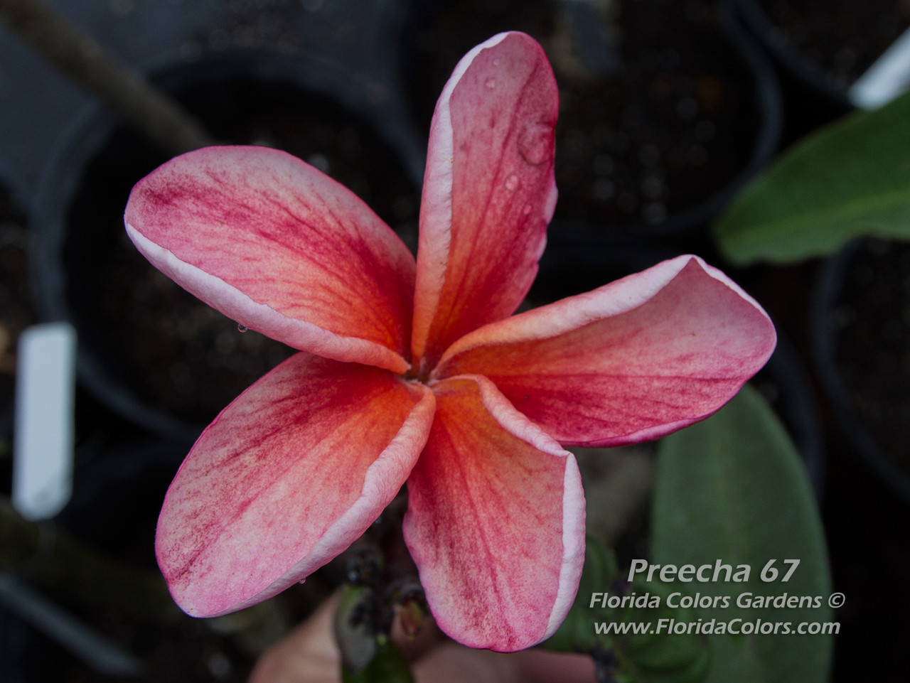 Preecha 67 Plumeria