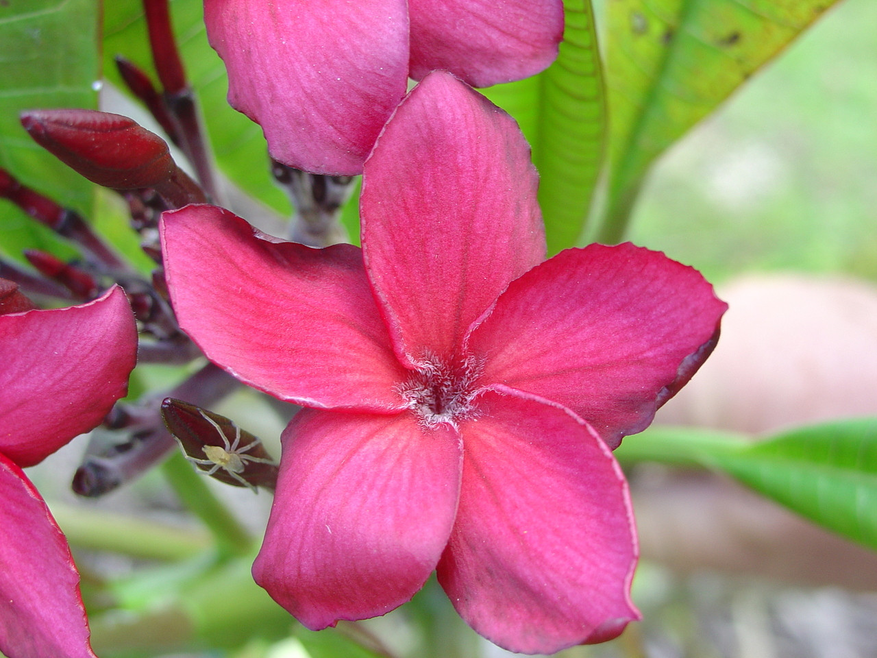 Schmidt Red Plumeria