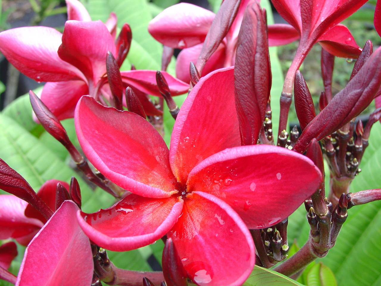 Siam Red Plumeria