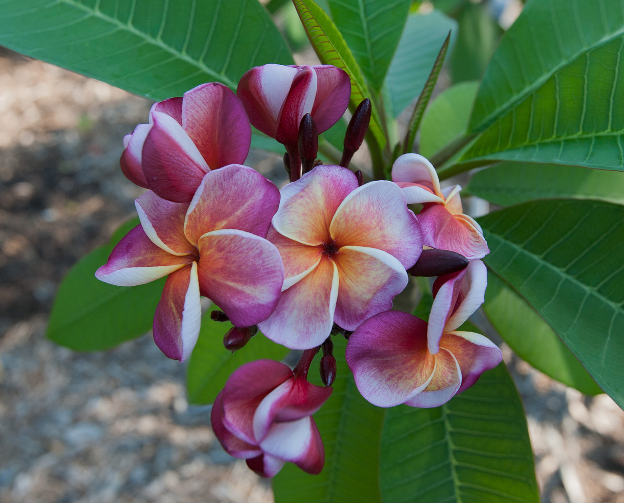 Texas Aggie Plumeria