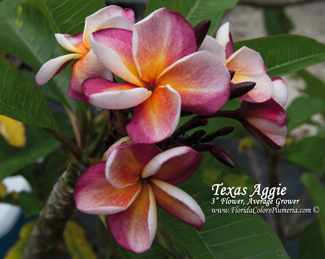 Texas Aggie Plumeria - Florida Colors Nursery