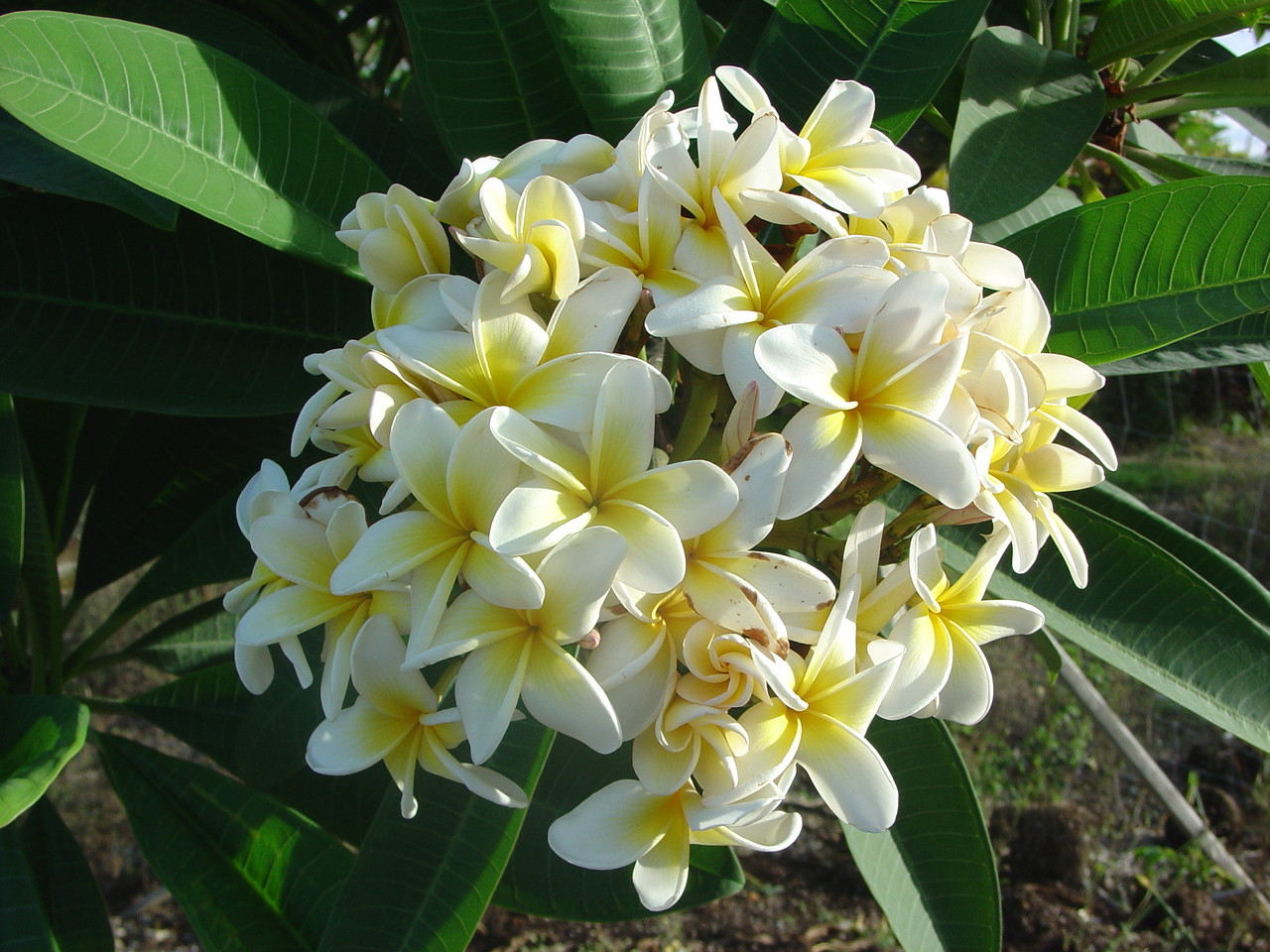 Yellow Jack Plumeria