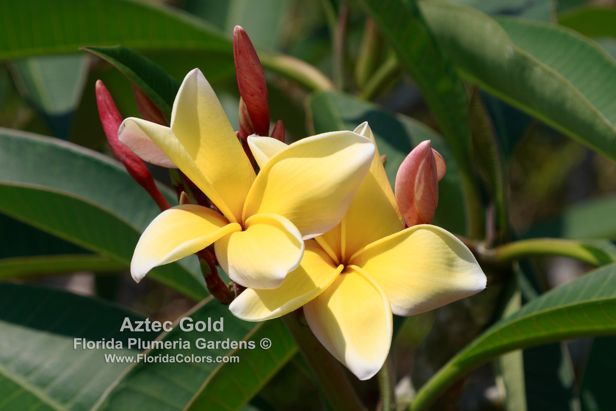 Aztec Gold Plumeria