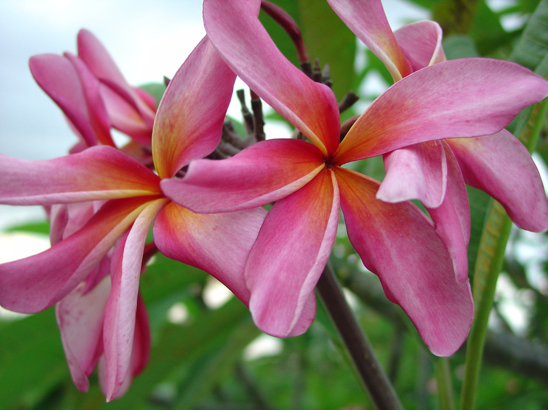 California Sally Plumeria