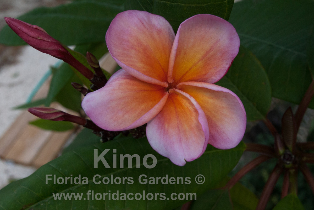 Kimo Plumeria