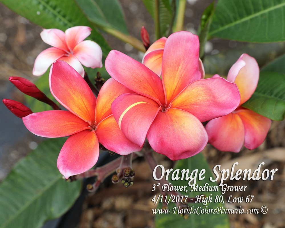 Orange Splendor Plumeria