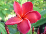 Purple Jack Plumeria