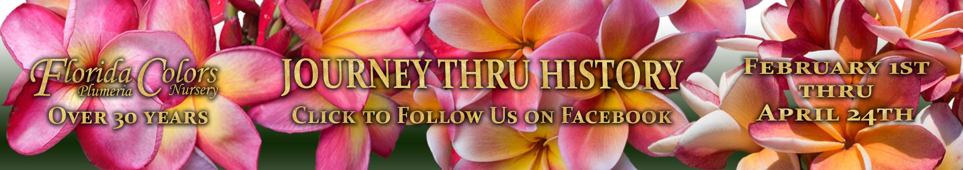 Plumeria, Frangipani For Sale at Florida Colors Nursery