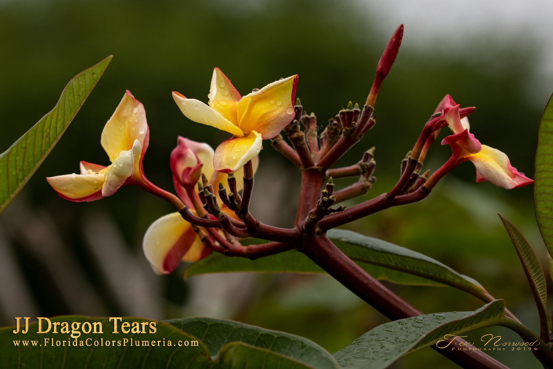 Firestorm Plumeria Introduced by Jungle Jack