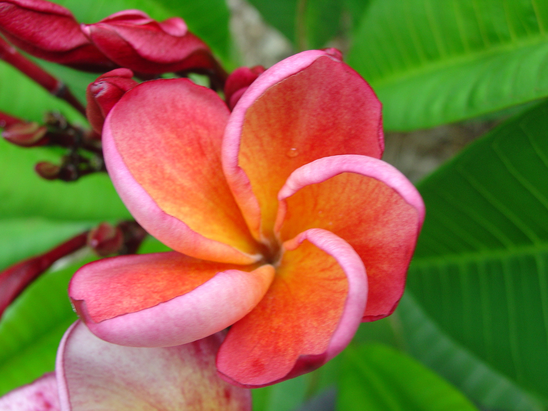 Orange Splendor Plumeria