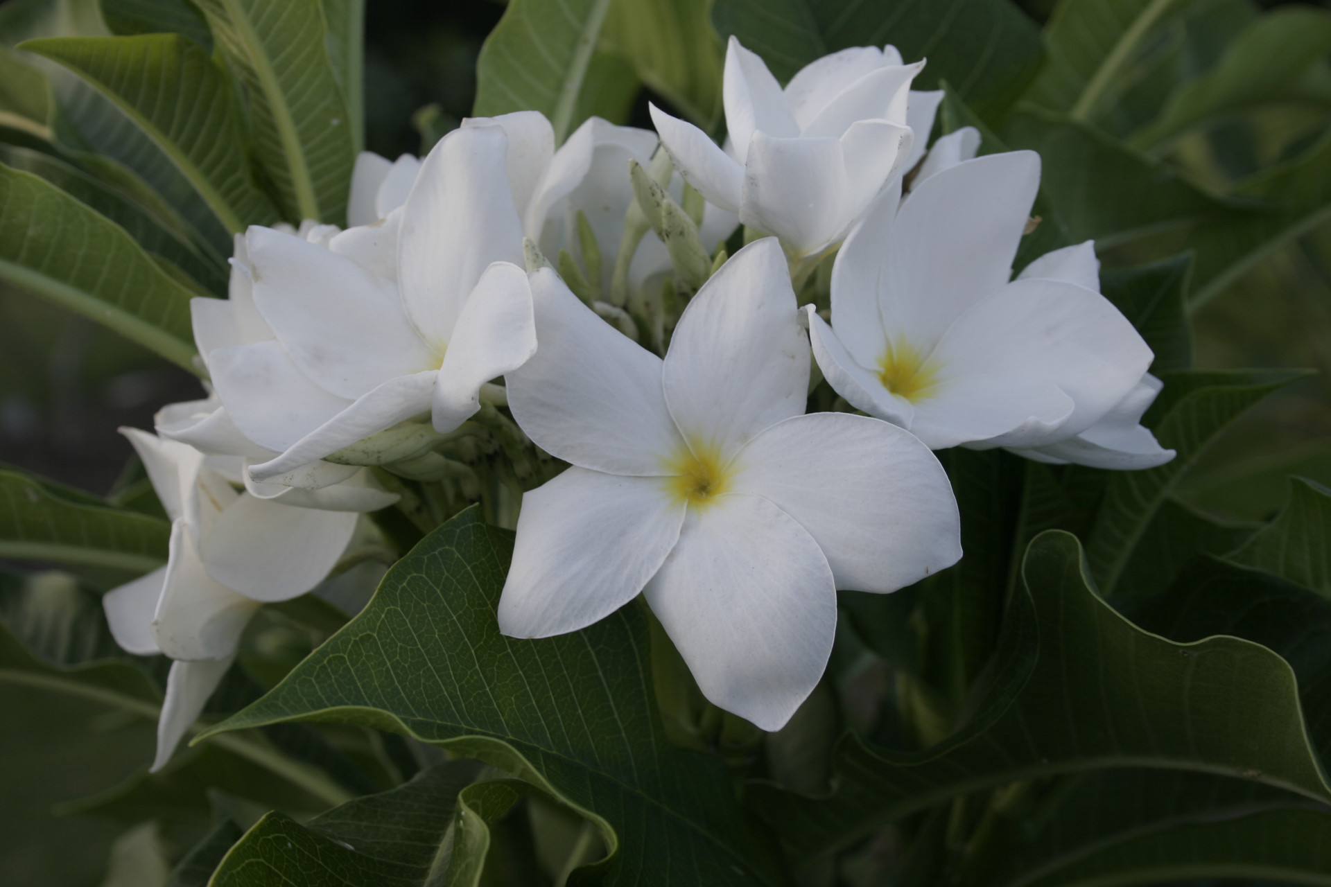 Puu Kahea Plumeria