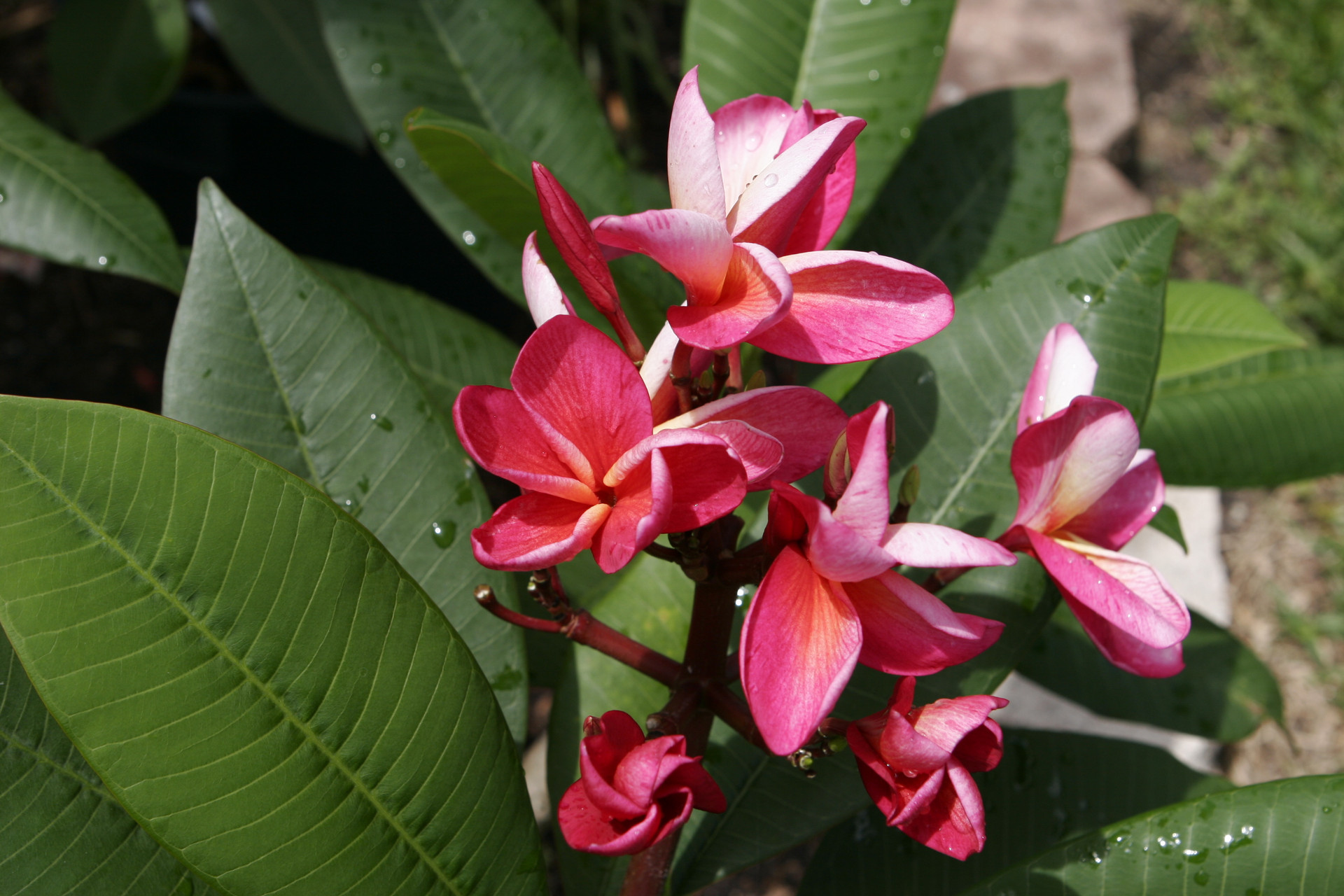Hawaiian Rose Plumeria Introduced by Jim Little