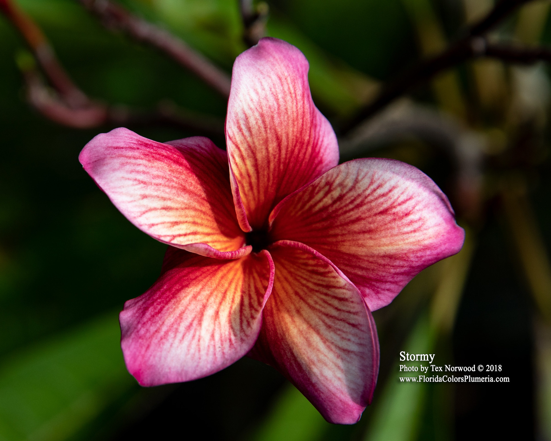 Plumeria, Frangipani For Sale at Florida Colors Nursery