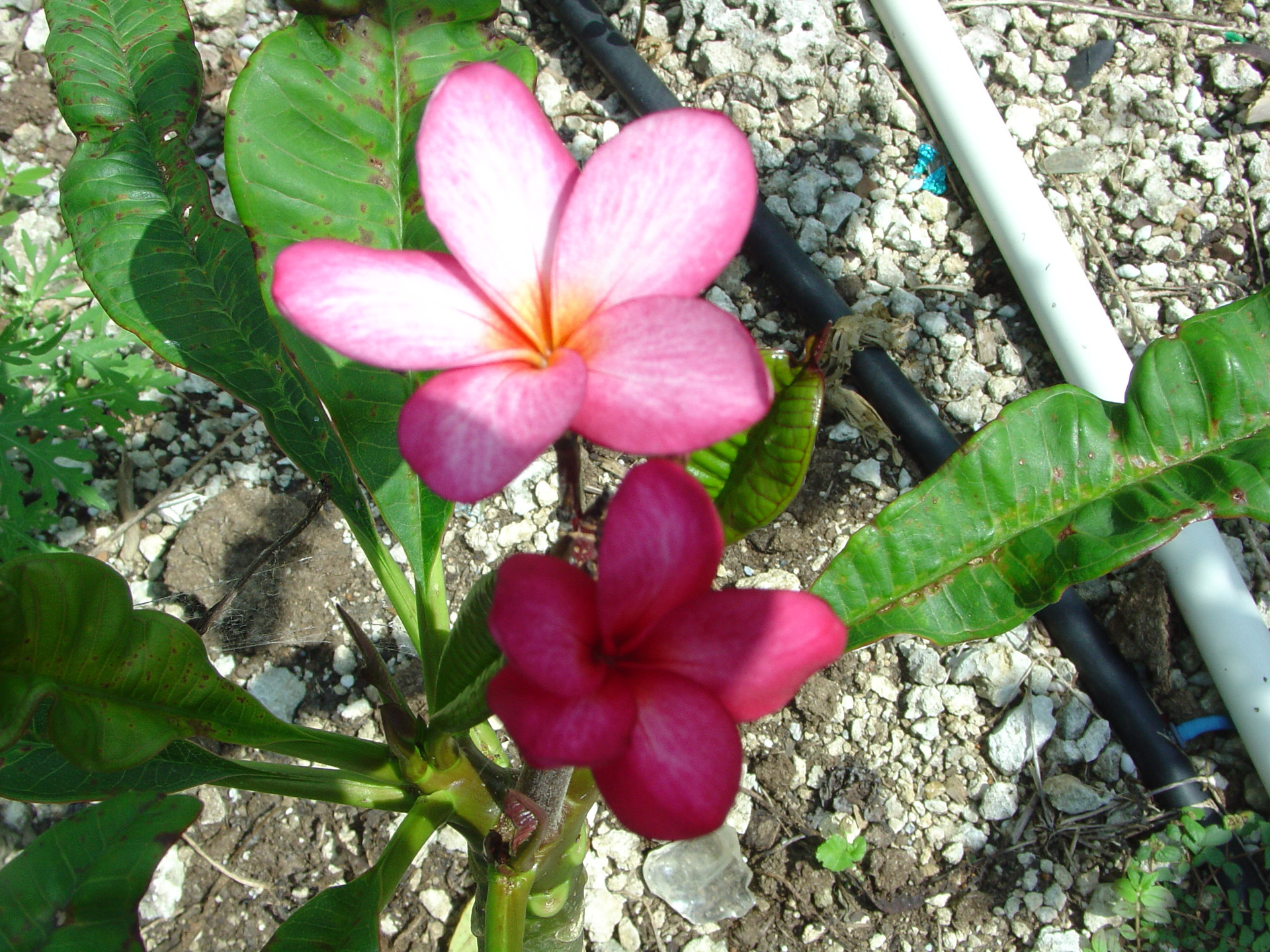 Raspberry Sundae Plumeria