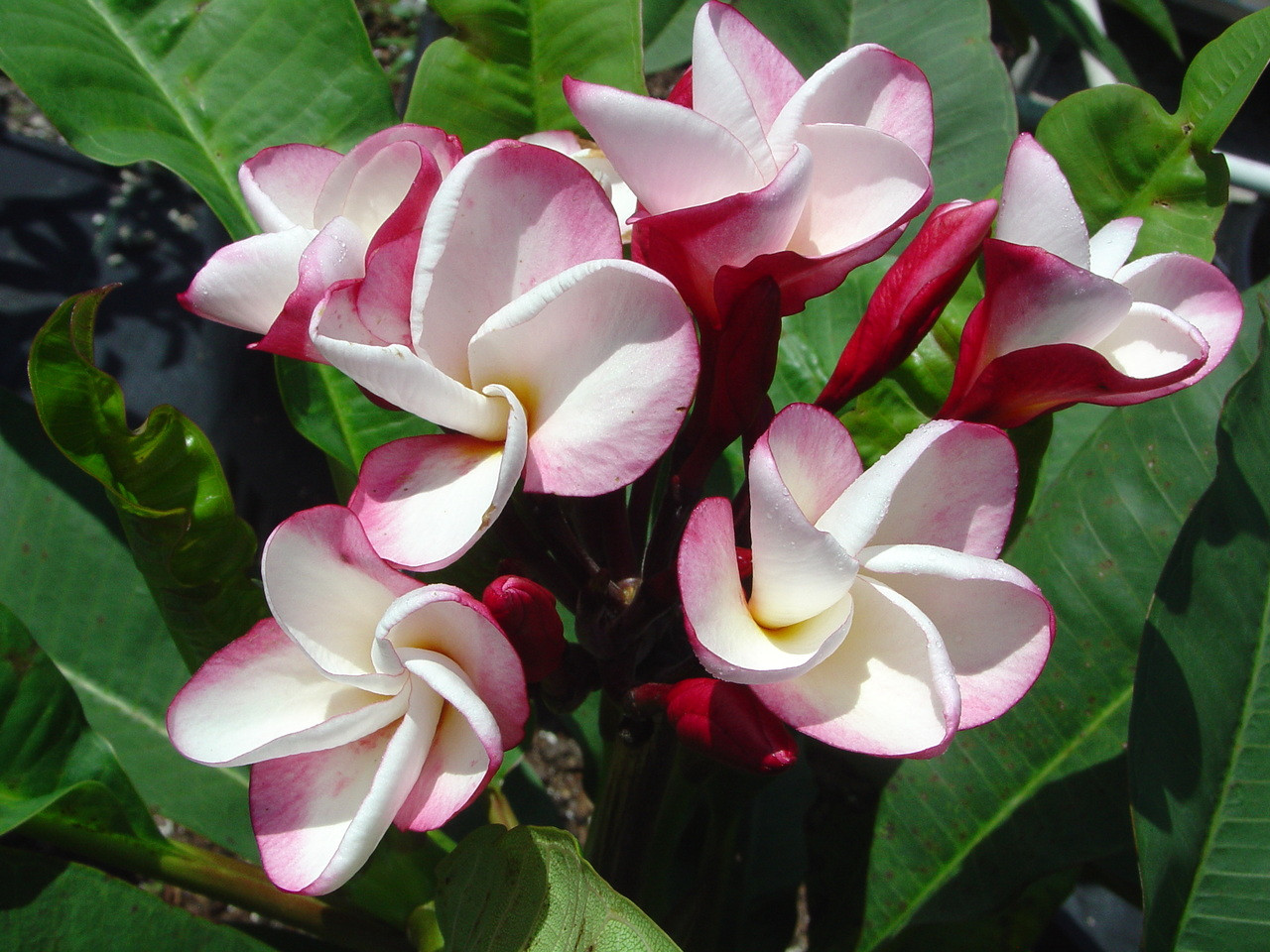Aurelia Plumeria Introduced by Florida Colors Nursery