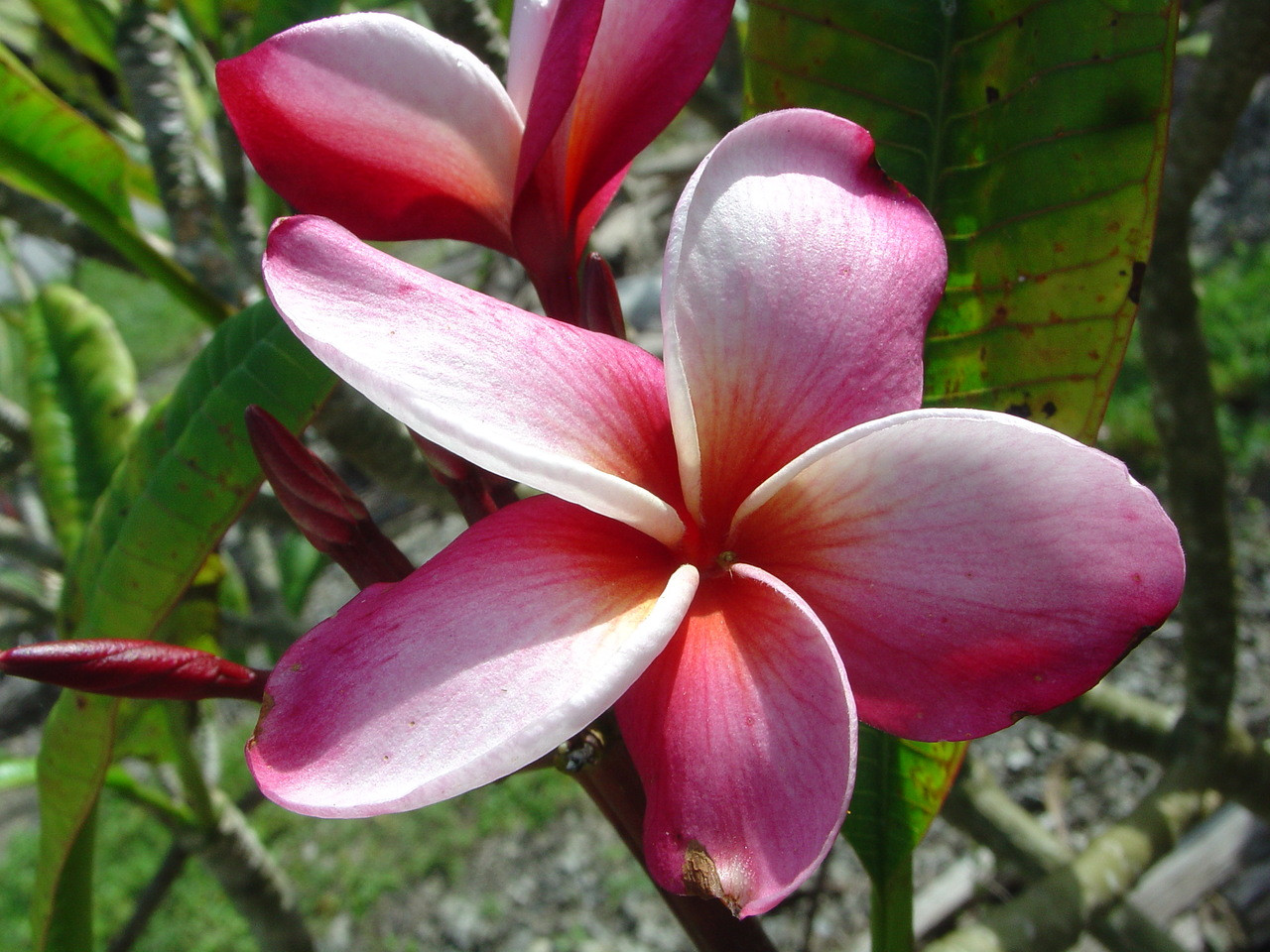 Moragne #9 Plumeria