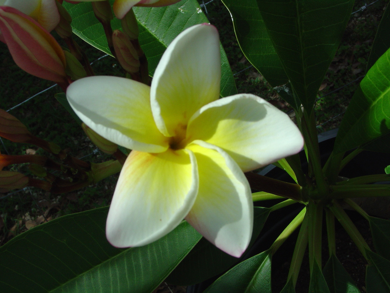 Moragne #9 Plumeria