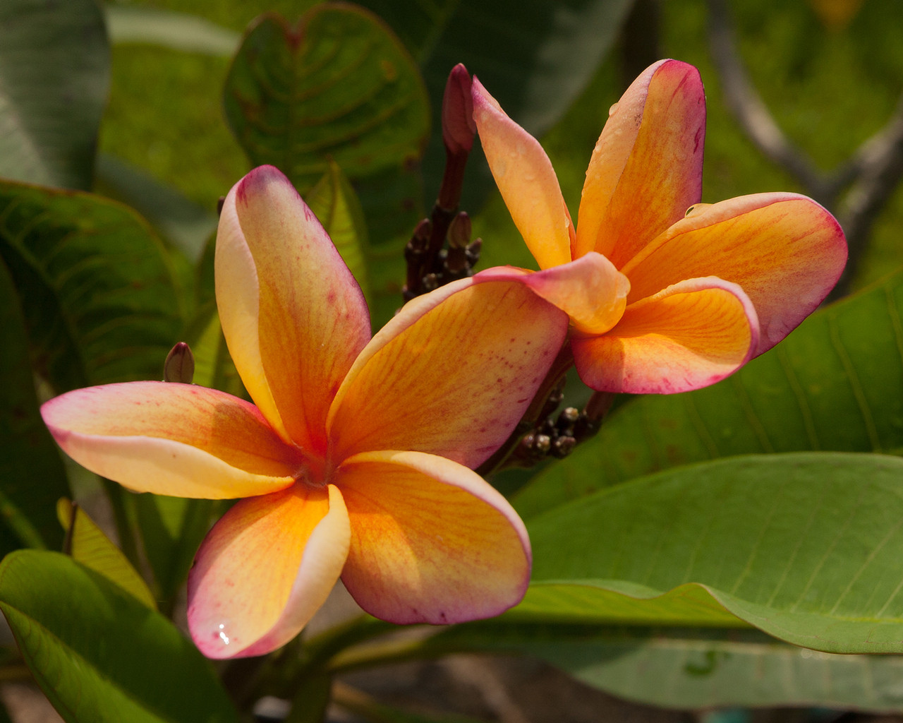 Apricot Plumeria