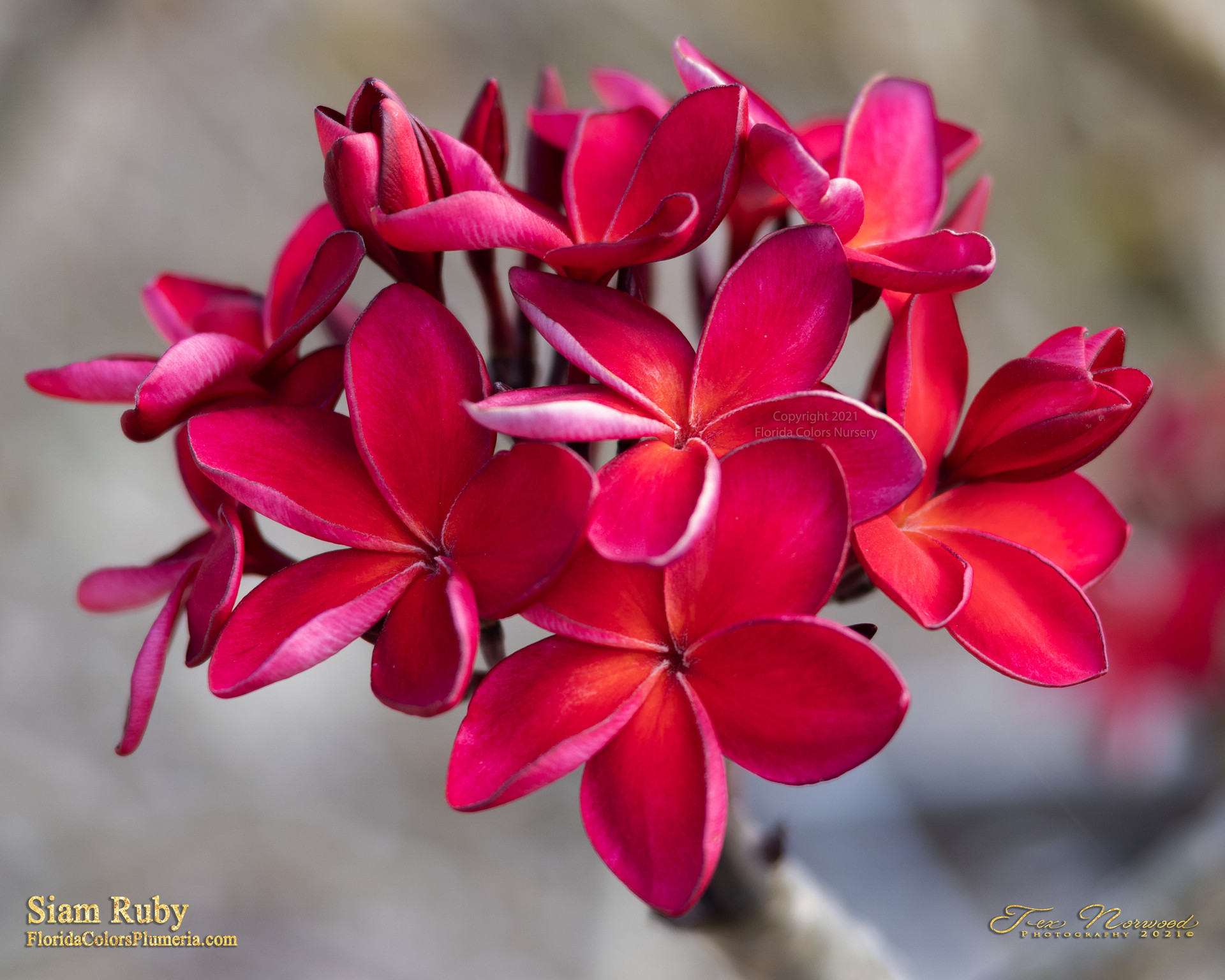 Siam Ruby (rooted) Plumeria - Plumeria by Florida Colors Nursery