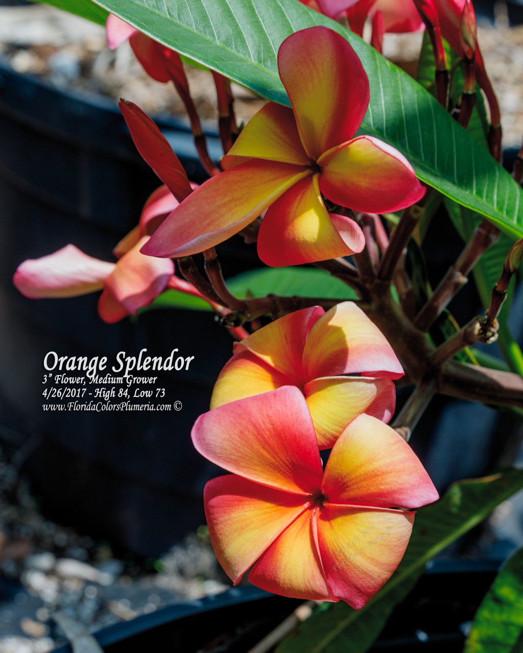 Orange Splendor Plumeria