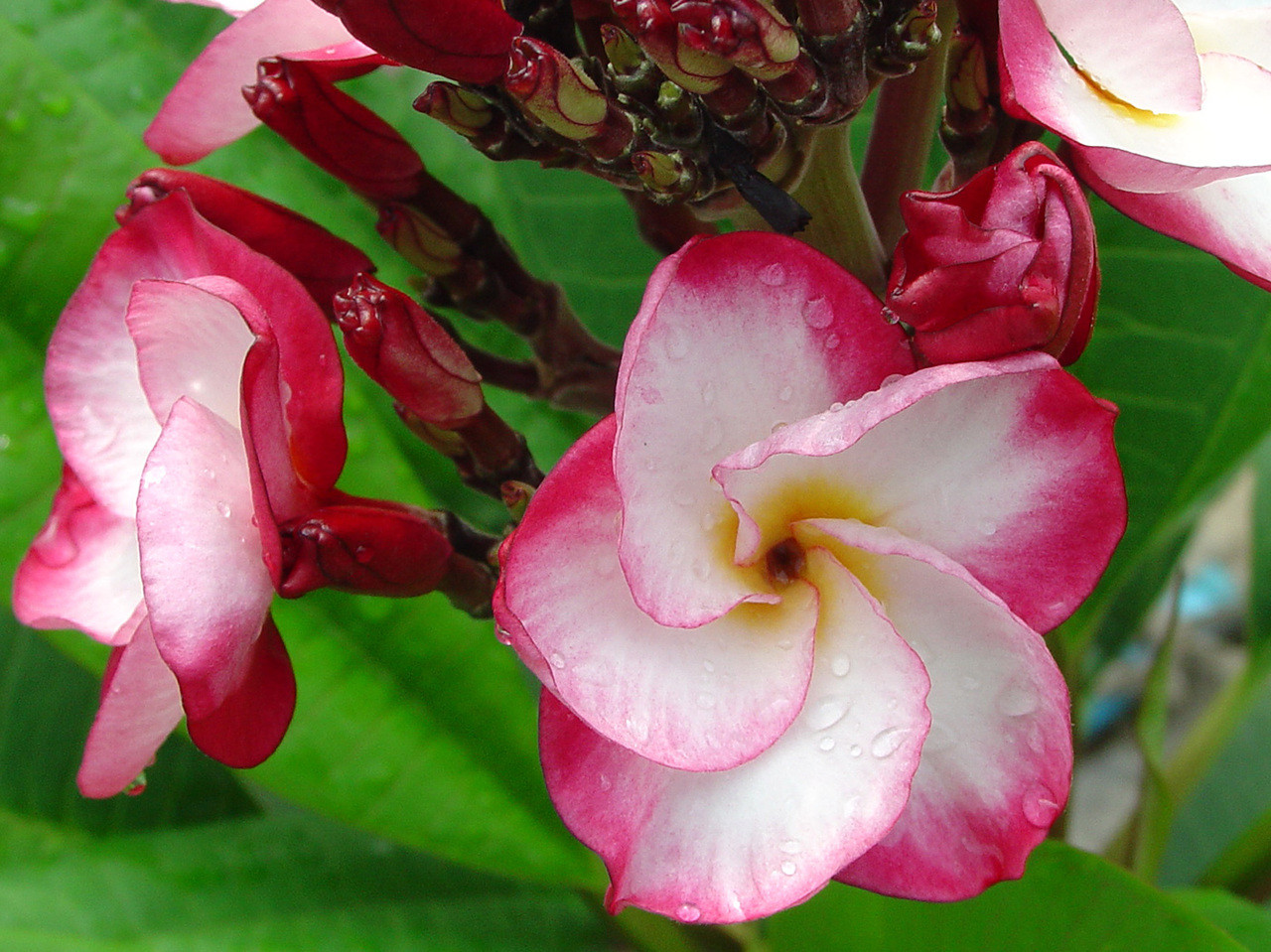 Lemon Drop Plumeria aka Thornton's Lemon Drop