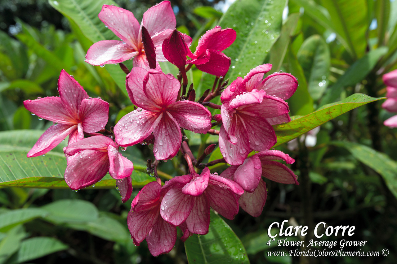 Clare Corre Plumeria - Florida Colors Nursery