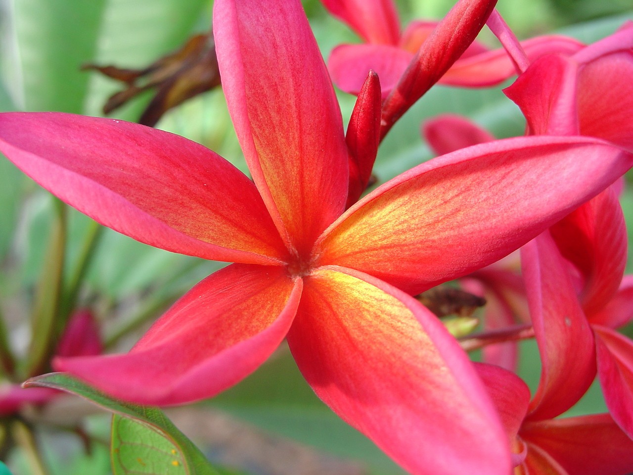 Grafted Plumeria aka Frangipani with the predominate color of Red