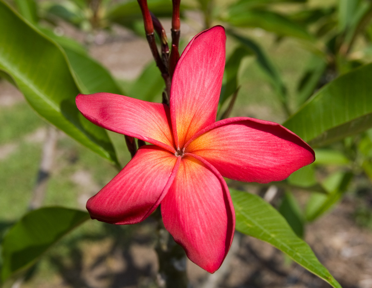 Heirloom Plumeria