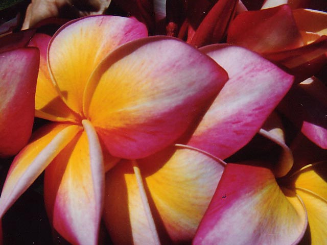 Moragne #9 Plumeria