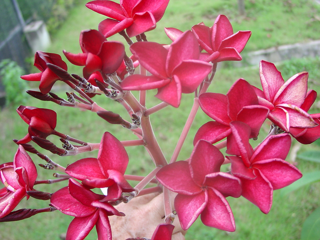 Pops Red Plumeria