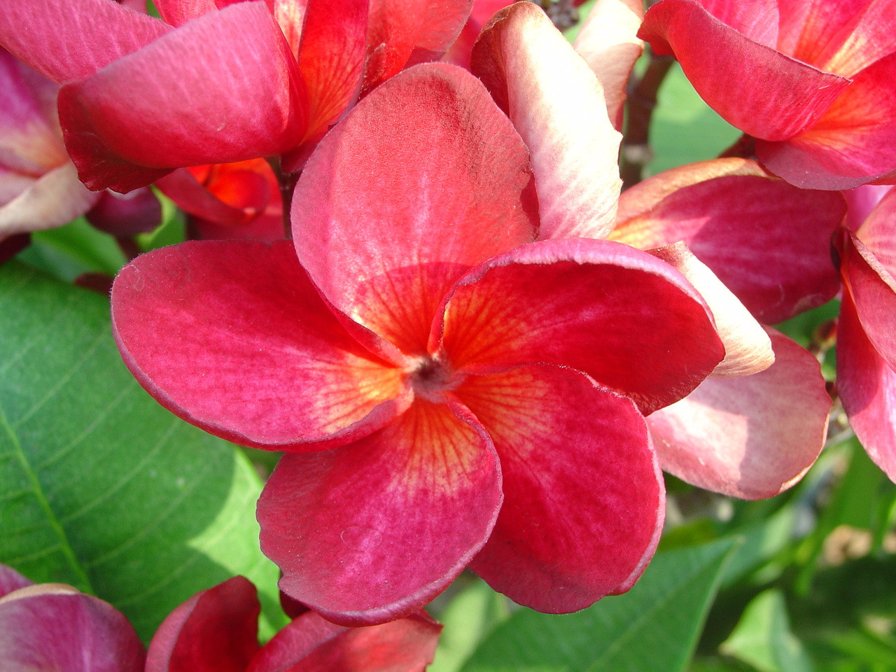 Siam Red Plumeria - Florida Colors Nursery