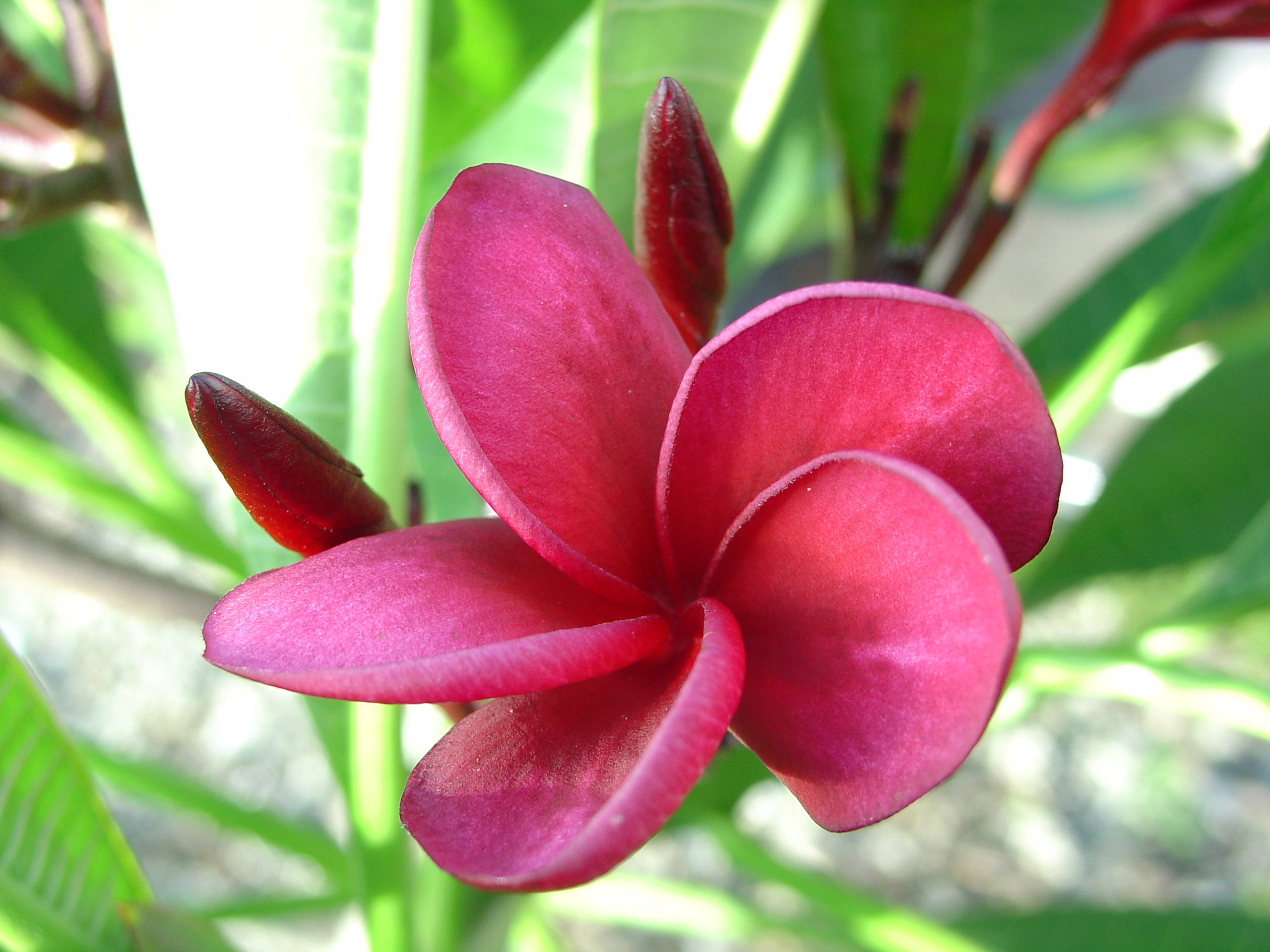 Grafted Plumeria aka Frangipani with the predominate color of Red