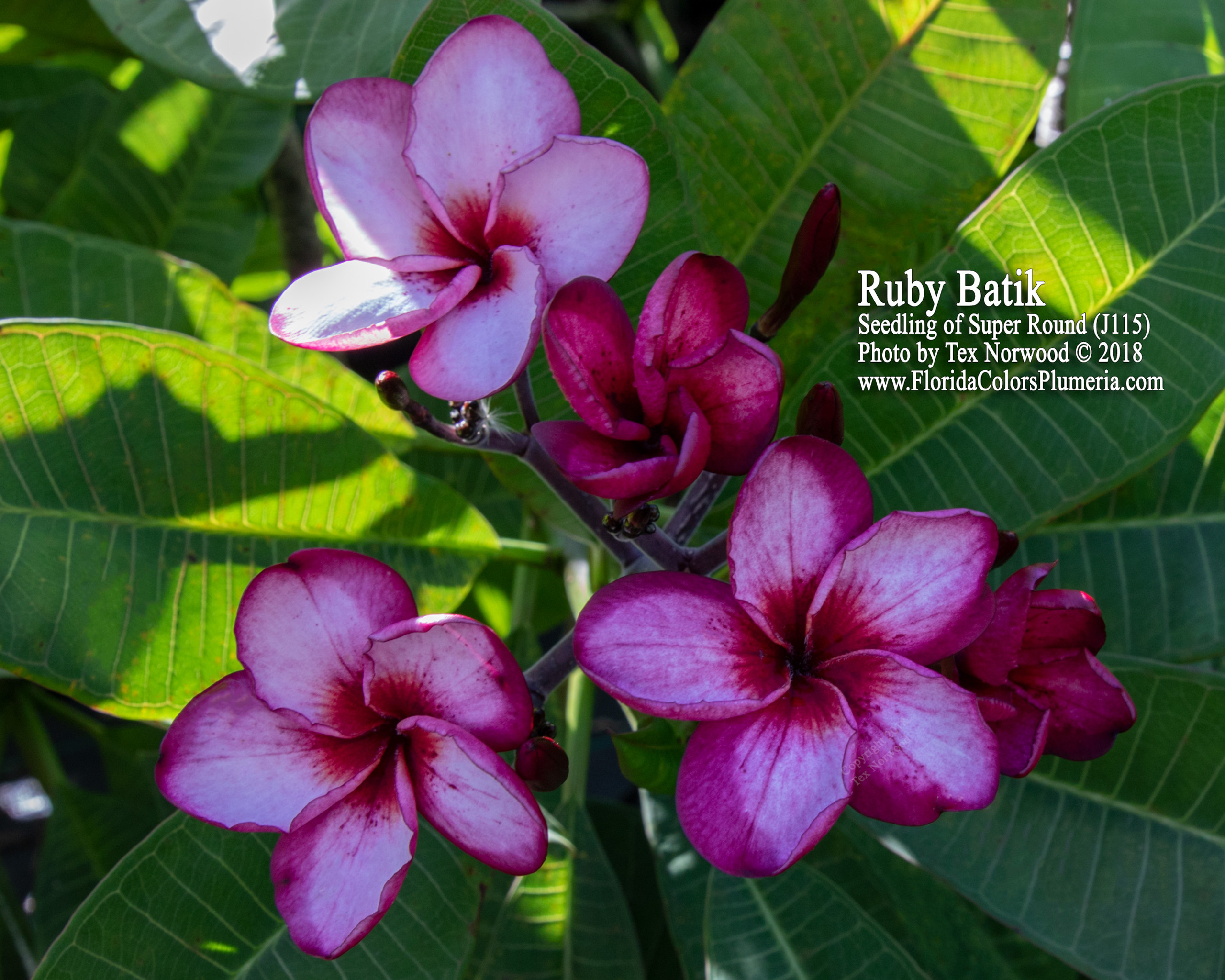 Ruby Blue Plumeria