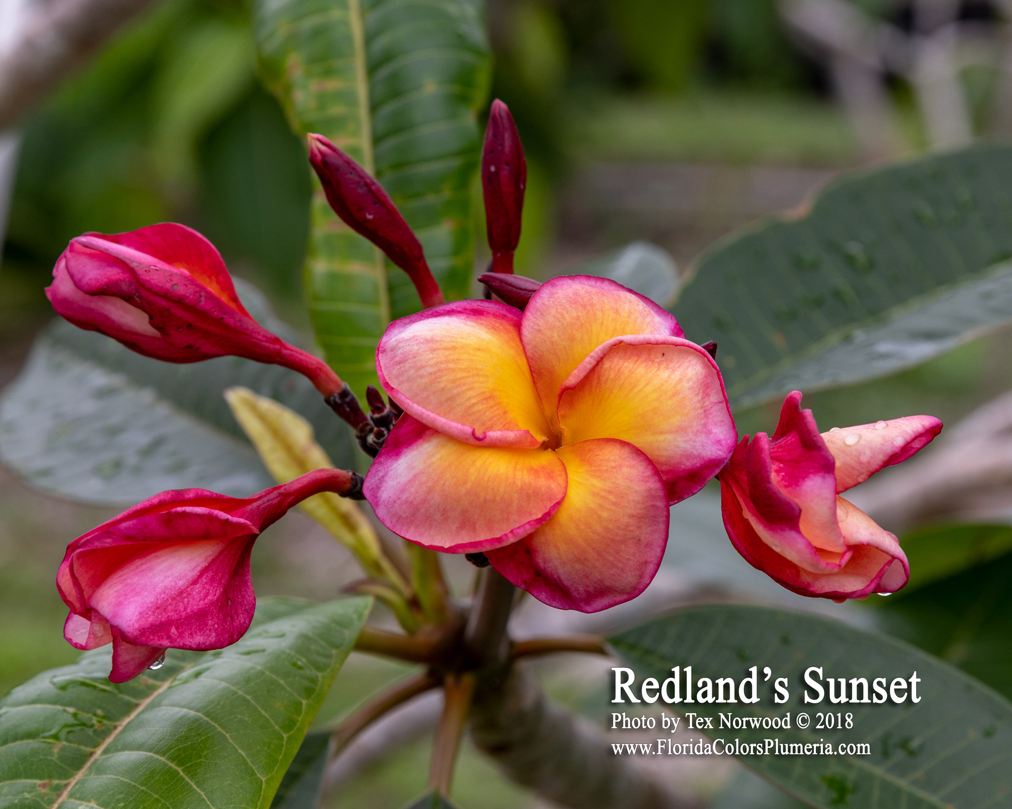 Polynesian Sunset Plumeria
