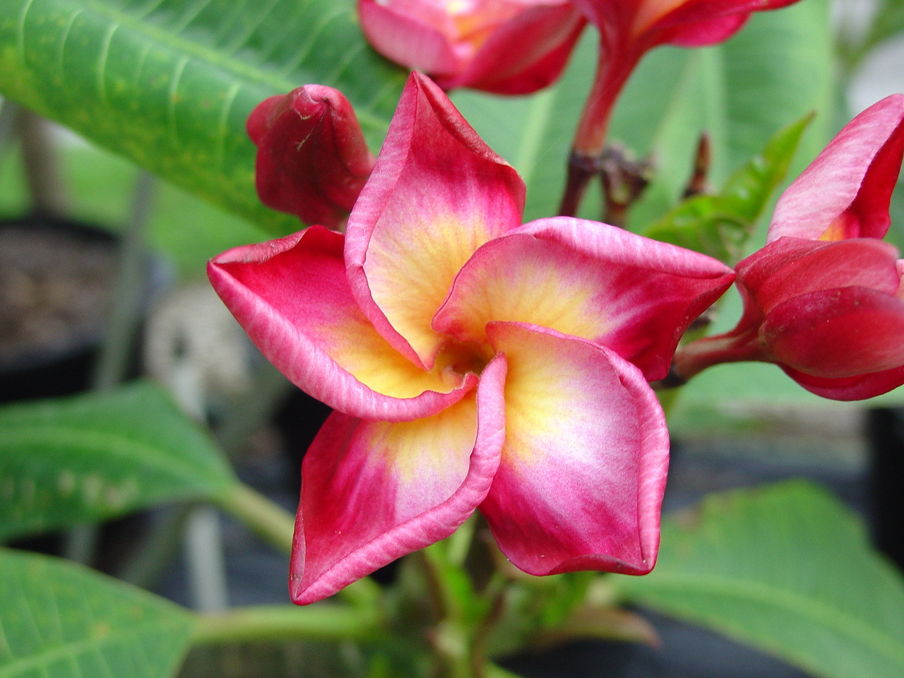 Lemon Drop Plumeria aka Thornton's Lemon Drop