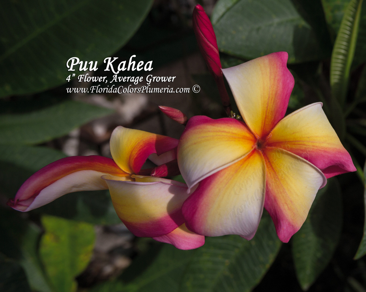 Puu Kahea Plumeria
