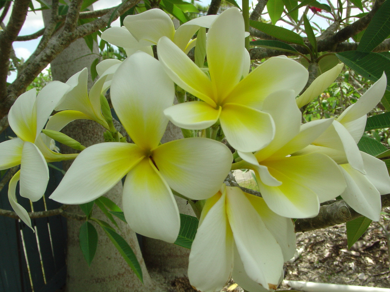 Polynesian Sunset Plumeria