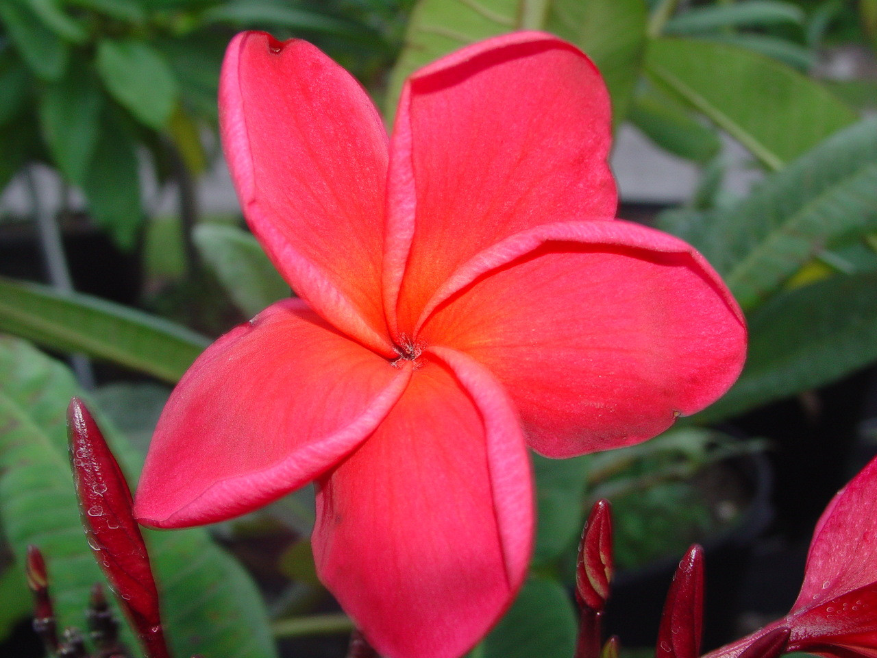 Purple Jack Plumeria