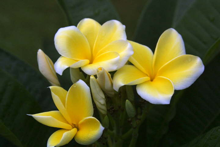 Lemon Drop Plumeria aka Thornton's Lemon Drop
